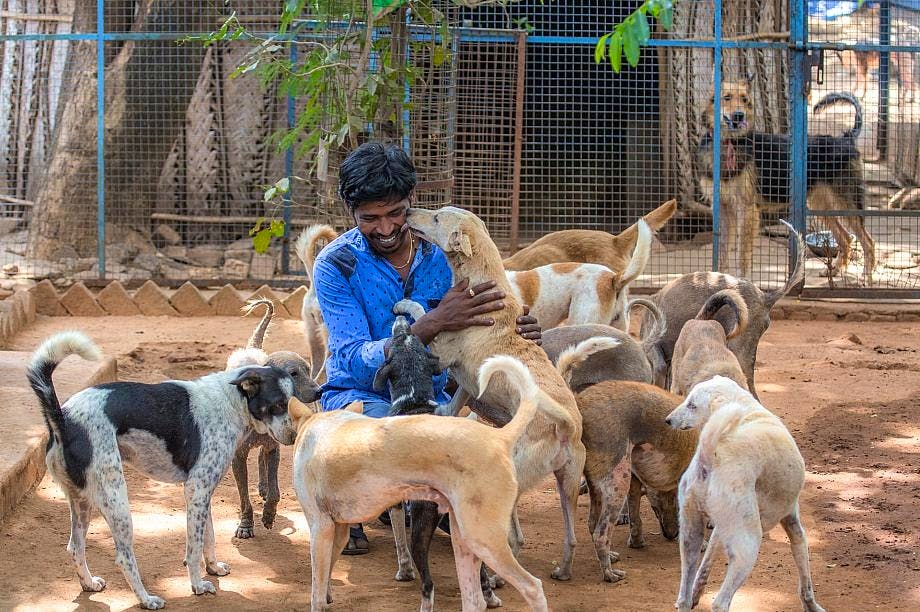 Animal Welfare NGOs And Nonprofits GlobalGiving animal-welfare-ngos-and-nonprofits-globalgiving